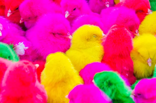 Pollitos de color fotos de stock, imágenes de Pollitos de color sin ...