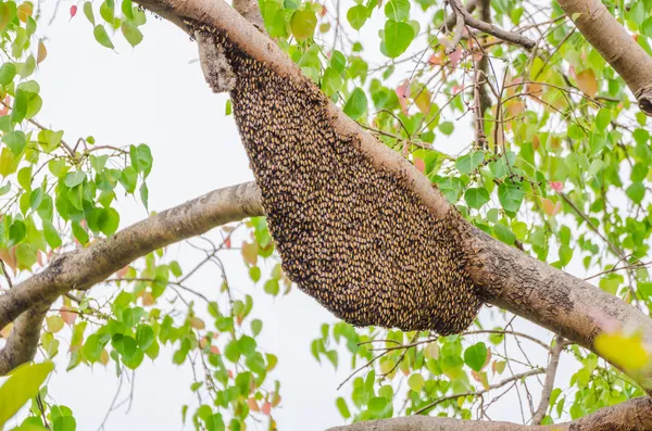 Bee swarm tree Stock Photos, Royalty Free Bee swarm tree Images ...