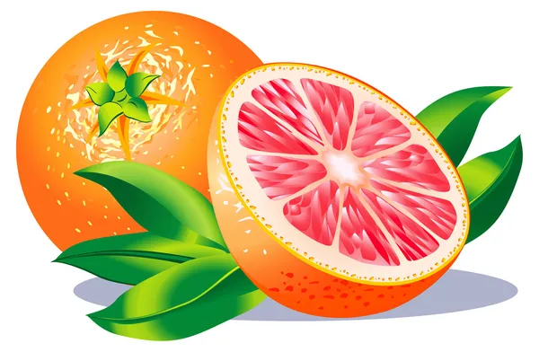 Toronja imágenes de stock de arte vectorial | Depositphotos