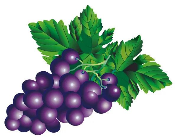 Vecteurs pour Grappe de raisin, Illustrations libres de droits pour ...