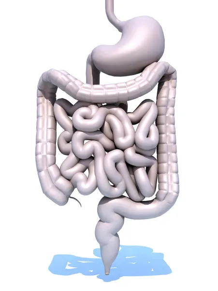 ᐈ The intestines stock pictures, Royalty Free intestines images ...