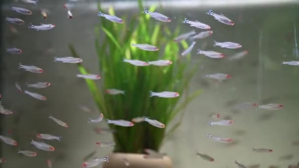 2,528 Mercato uccelli Videos, Royalty-free Stock Mercato uccelli ...