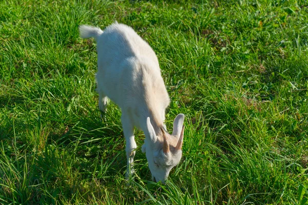 Burro corriendo Stock Photos, Royalty Free Burro corriendo Images ...