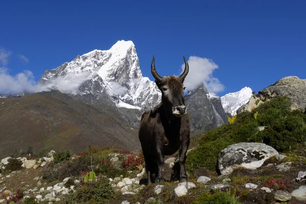 Yak on pasture and ama dablam peak Stock Photo by ©prudek 9632379