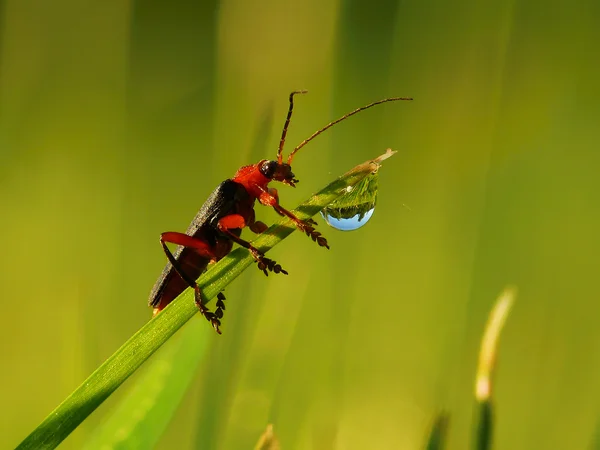 Blister beetles Stock Photos, Royalty Free Blister beetles Images ...