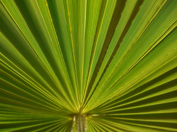 Palm leaf Stock Photos, Royalty Free Palm leaf Images | Depositphotos