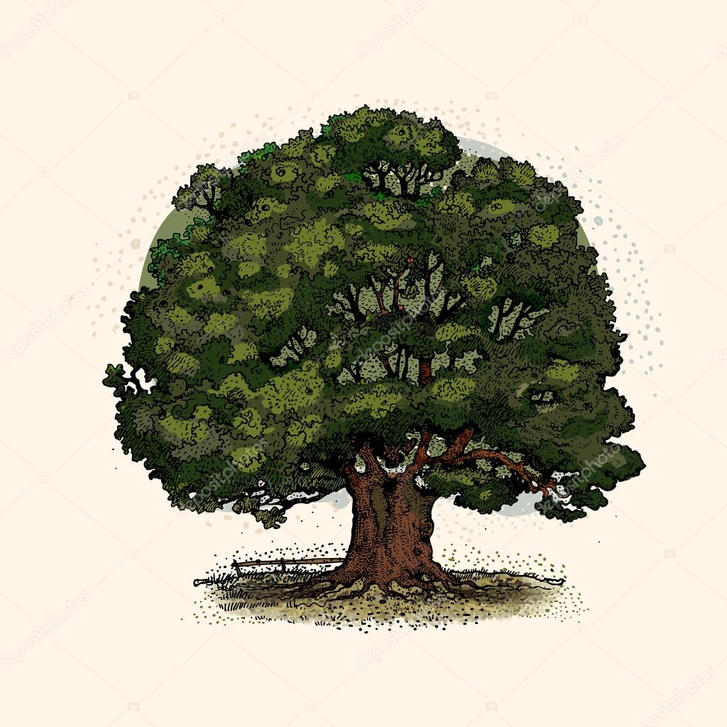 Oak tree — Stock Vector © pathique #15749171 Oak tree — Stock Vector © pathique #15749171