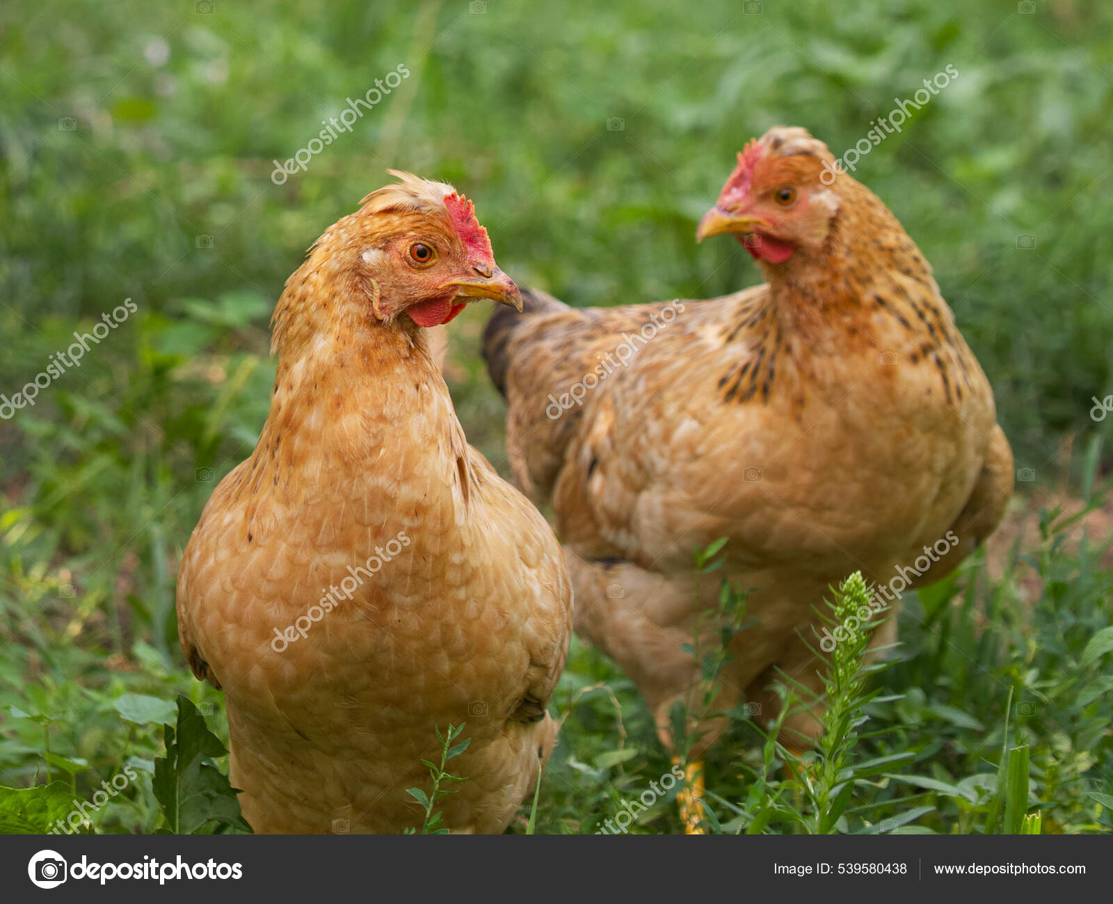 Two Chickens Herbs Portraits Chickens Stock Photo by ©02konon 539580438