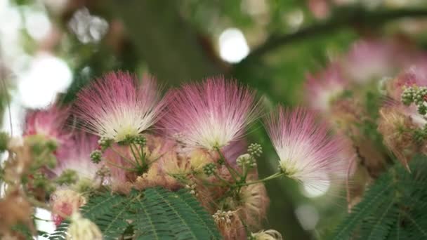 Pink Fluffy Flower Blooming Persian Silk Tree Close Albizia Julibrissin ...