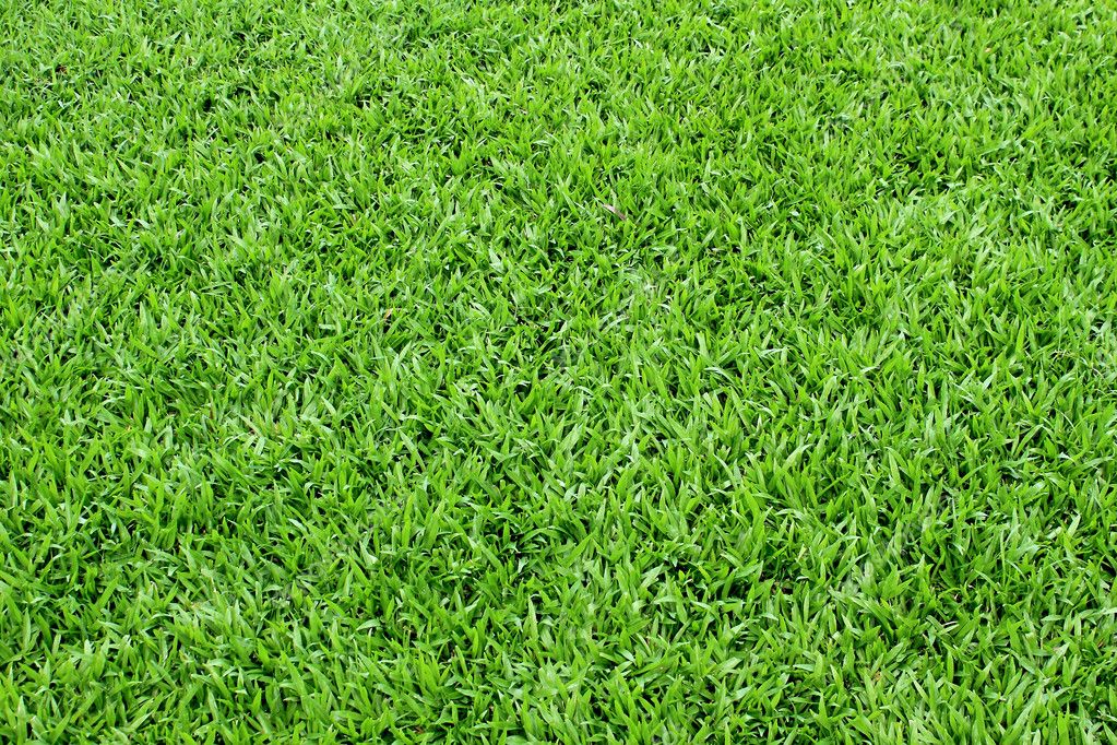 Grass texture — Stock Photo © mereutaadi #18279693