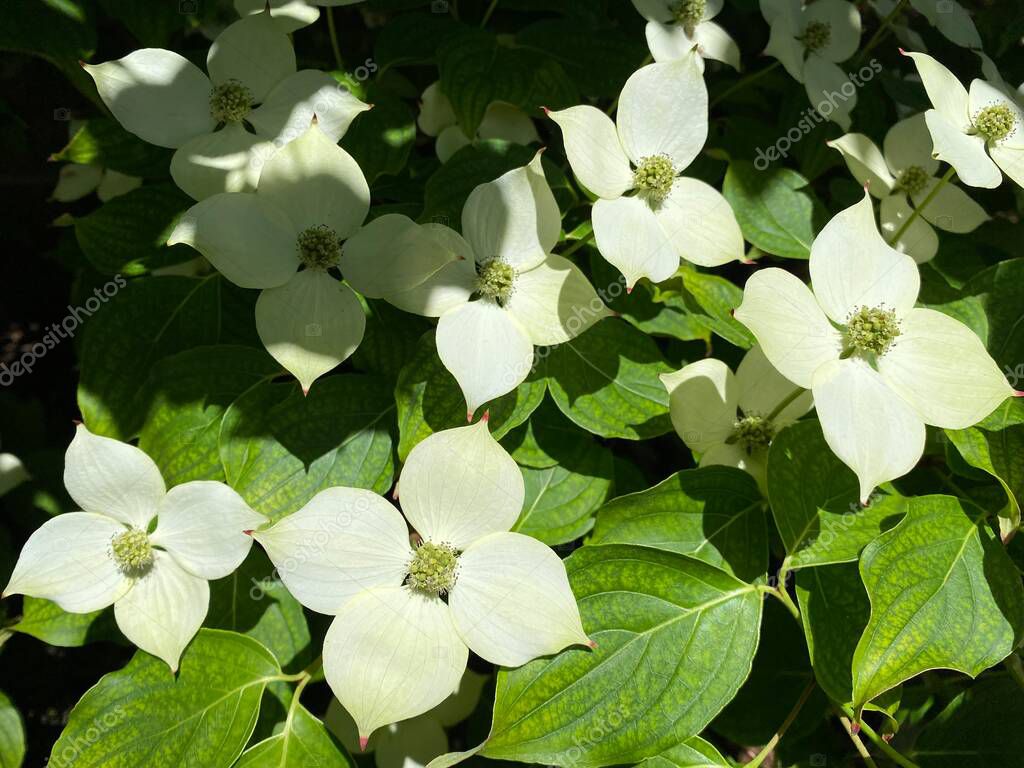 Kousa dogwood (Cornus kousa 'Wietings Select') Japanischer Blumen-Hartriegel 'Wieting' s Select ...