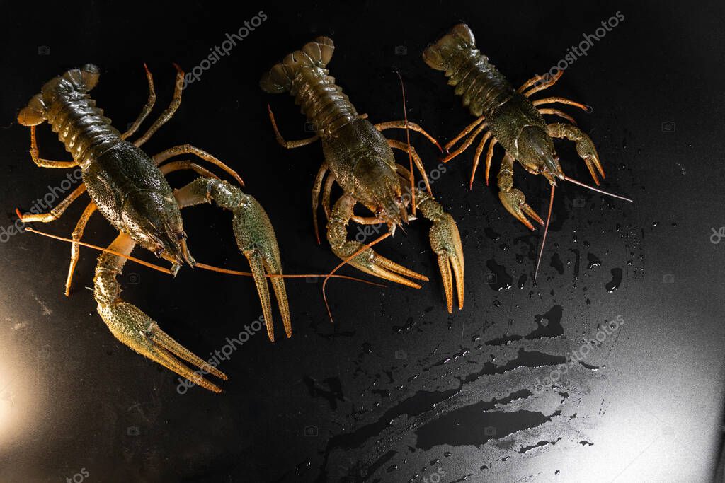 Cangrejo común, vivo, crustáceos. Langosta. Fondo negro. espacio para ...