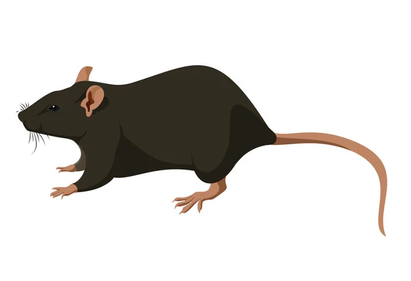 ᐈ Rat art stock vectors, Royalty Free rat illustrations | download on ...
