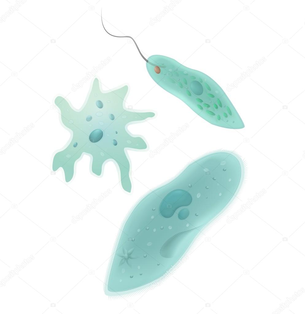 Protozoa — Stock Vector © Kolonorf #26672157