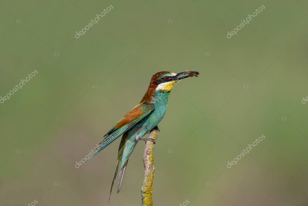 Rainbow Bee-eater encaramado en una rama de árbol, insecto en su pico ...