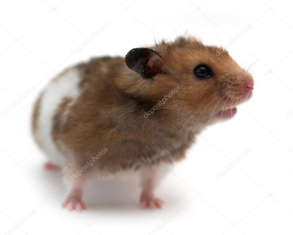 Hamster Stock Photo by ©Abramov 27799921