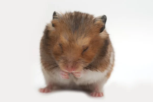 Sad hamster png Stock Photos, Royalty Free Sad hamster png Images ...