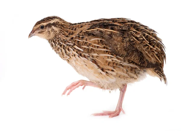 Codornices fotos de stock, imágenes de Codornices sin royalties ...