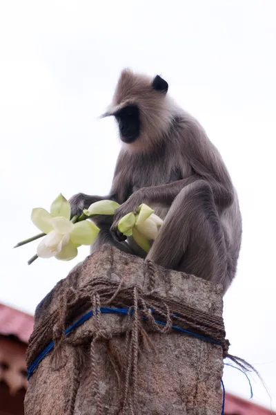 Fotos de Macaco e flores, Imagens de Macaco e flores sem royalties ...
