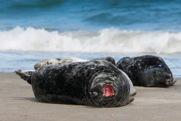 Son Amigables Con Las Focas Como Los Perros