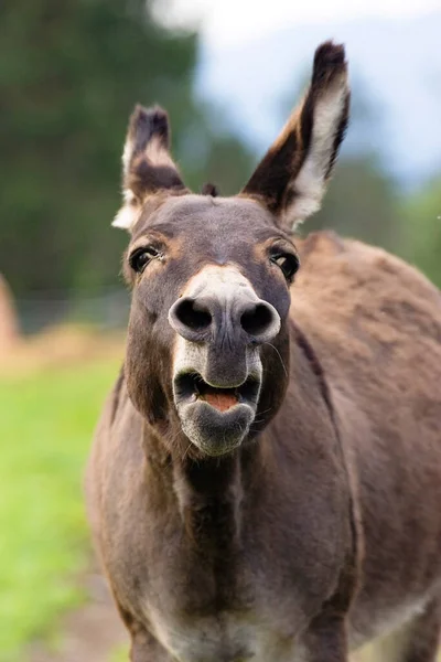 Laughing donkey Stock Photos, Royalty Free Laughing donkey Images ...