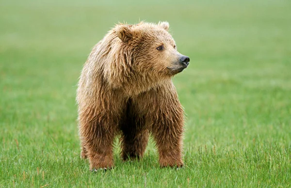 Gobi bear Stock Photos, Royalty Free Gobi bear Images | Depositphotos