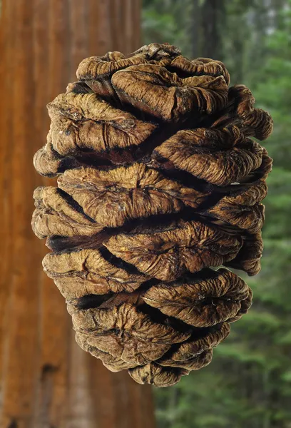 Punaise de pin Stock Photos, Royalty Free Punaise de pin Images ...