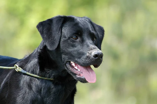 Labrador negro Stock Photos, Royalty Free Labrador negro Images ...