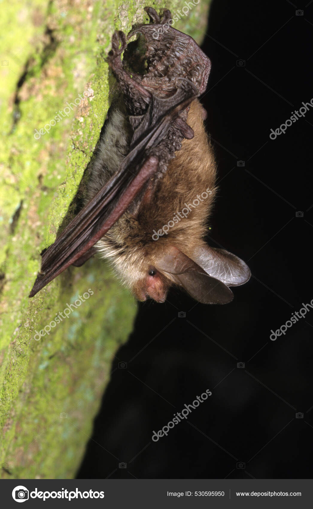 Bechstein's Bat Myotis Bechsteinii Captive Stock Photo by ©MianHamza ...