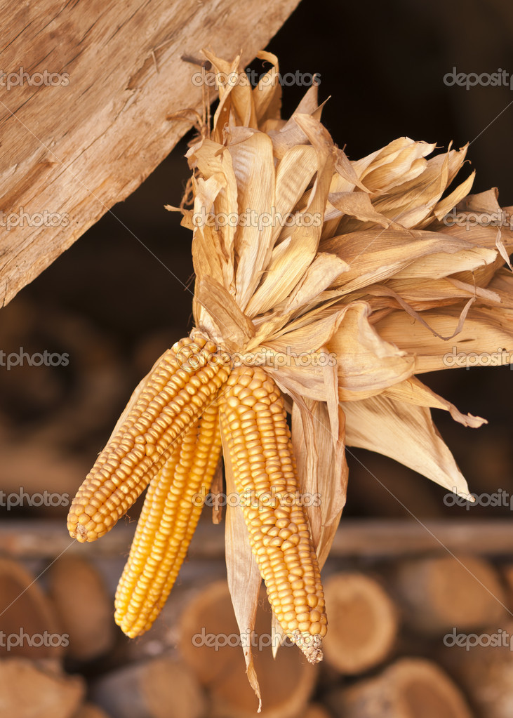 Dried corn cobs — Stock Photo © stanciuc1 #25151819
