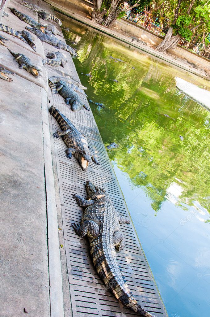 Crocodiles in Thai farm, Thailand — Stock Photo © stanciuc1 #50983225