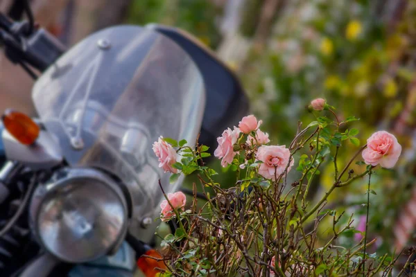 Motorcycles and flowers images libres de droit, photos de Motorcycles ...