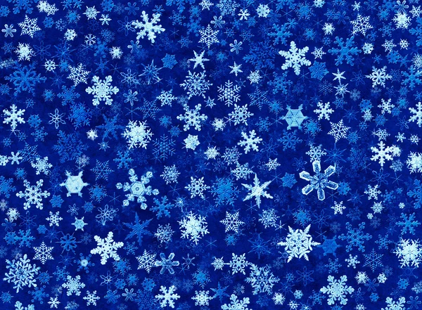 Blue Snow Storm Background — Stock Photo © davidschrader #16477769