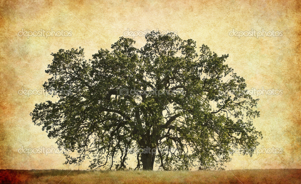 Oak Tree with Texture Background Stock Photo by ©davidschrader 16619321