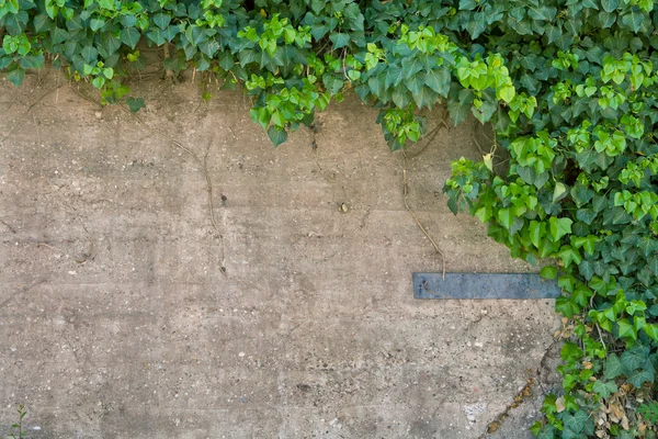 Ivy wall Stock Photos, Royalty Free Ivy wall Images | Depositphotos