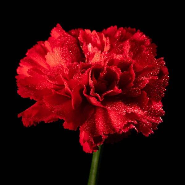 Carnation flowers Stock Photos, Royalty Free Carnation flowers Images ...