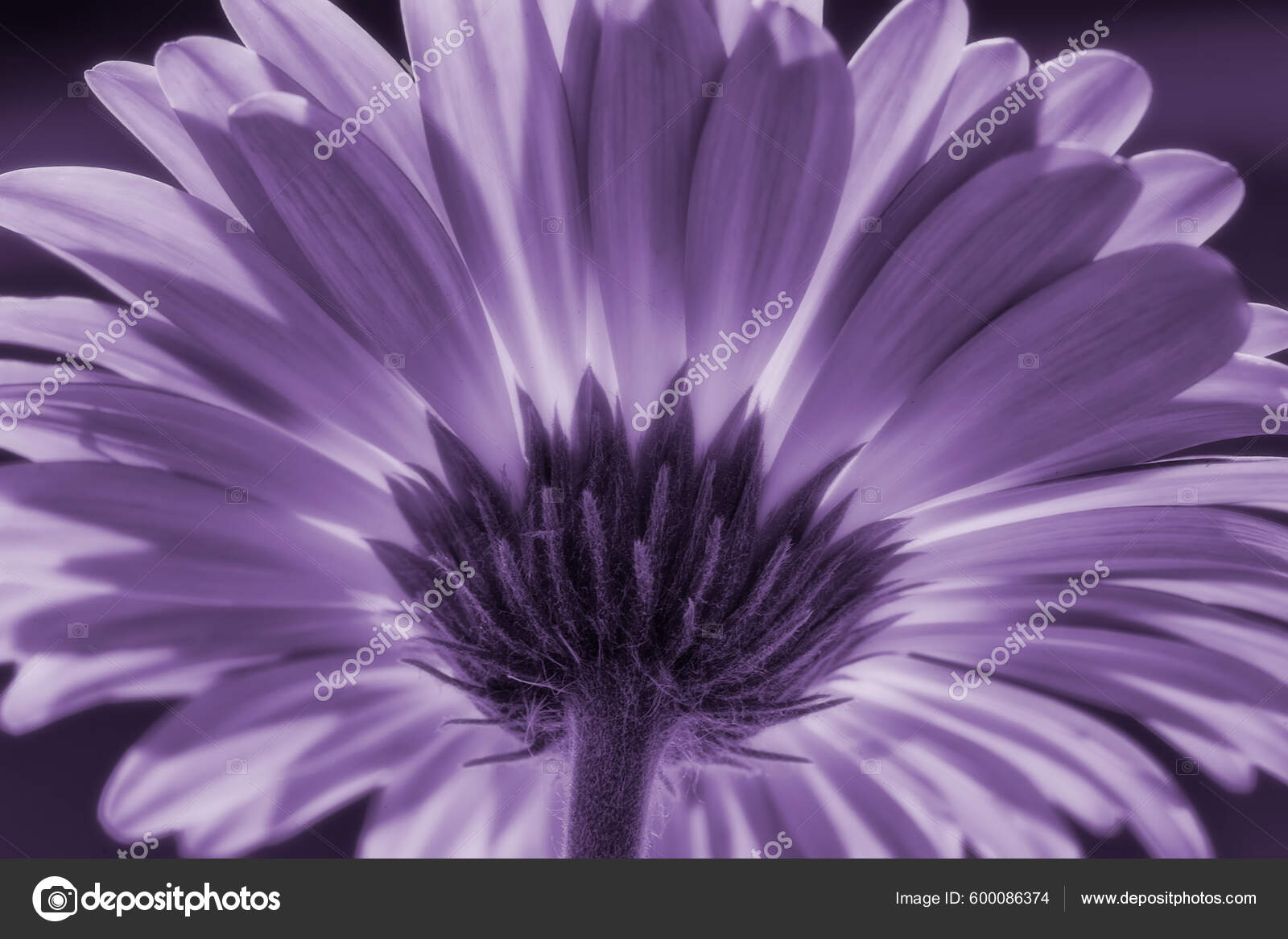 Purple Gerber Daisy