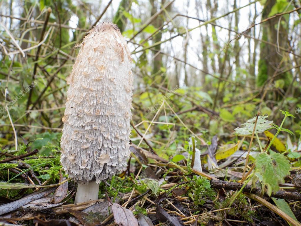 Hongos Coprinus comatus comúnmente conocidos como tapa de tinta lanuda ...