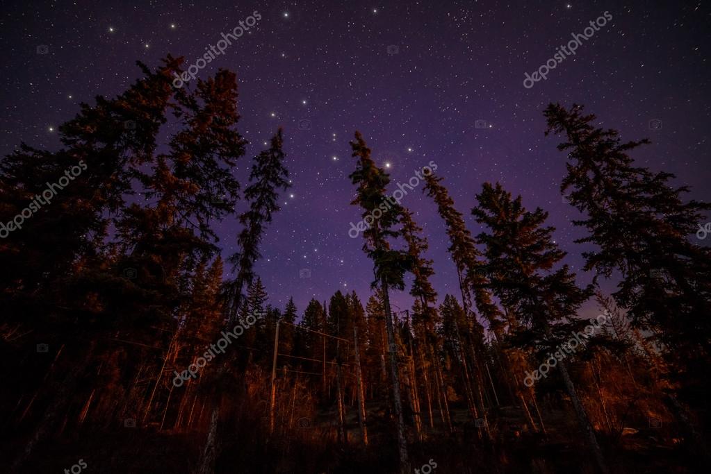 Tops of Evergreen Trees at Night With Stars — Stock Photo ...