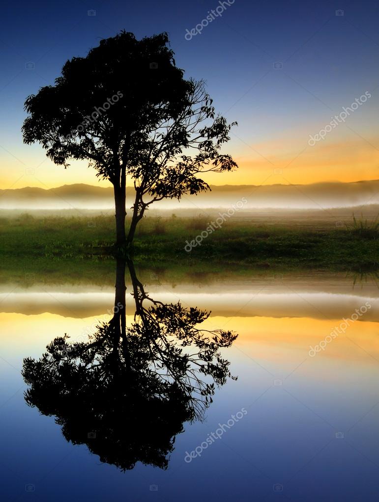 Reflection and silhouette of a single tree Stock Photo by ©macbrianmun ...