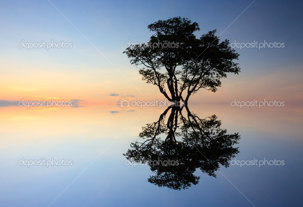 Silhouette and reflection of single tree at sunset — Stock Photo ...