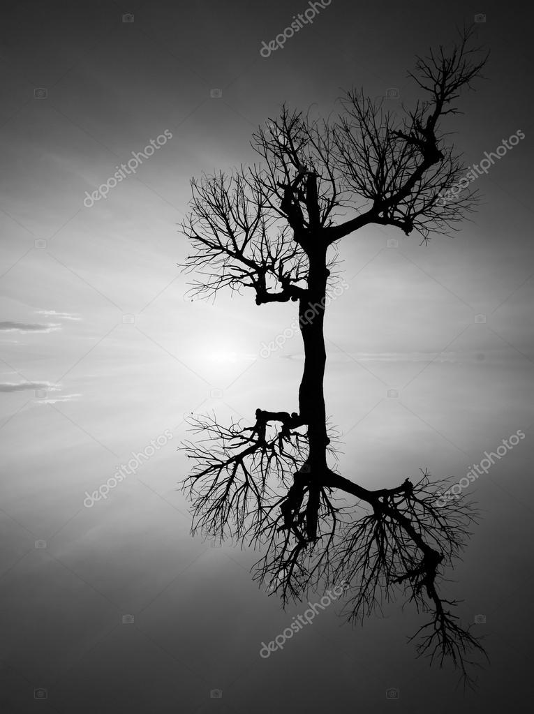 Reflection and silhouette of a dead tree in black and white — Stock ...