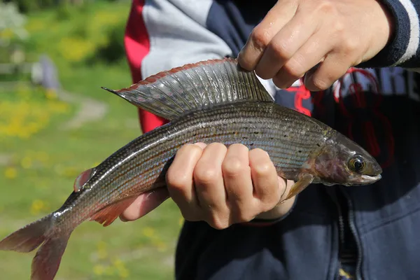 Arctic grayling Pictures, Arctic grayling Stock Photos & Images ...
