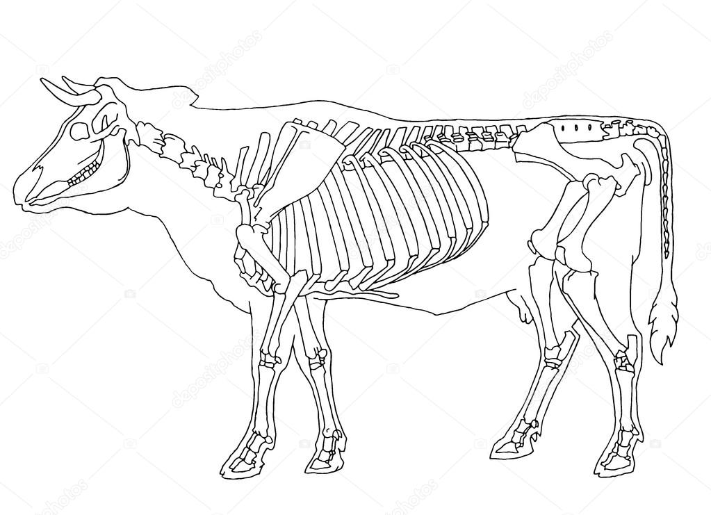 Anatomía Del Esqueleto De La Vaca Atlas Y Manuales – Osteología De