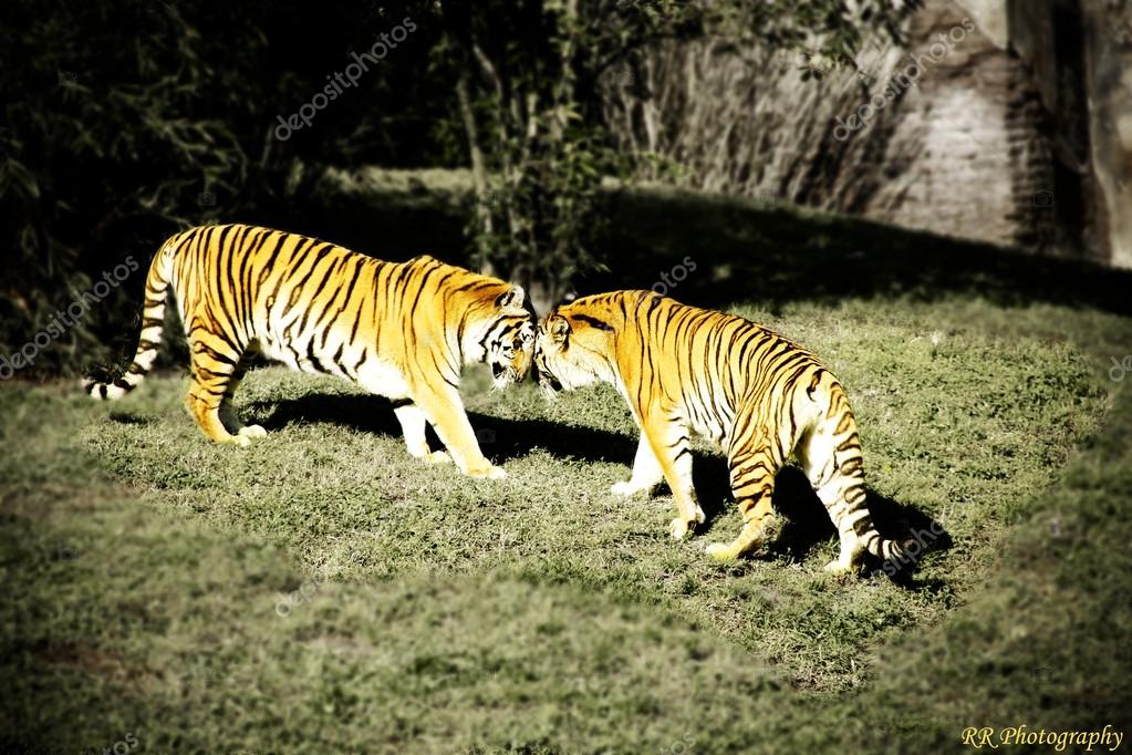 Unique two Tigers love at Disney World Stock Photo by ©ralphr1987 16279385