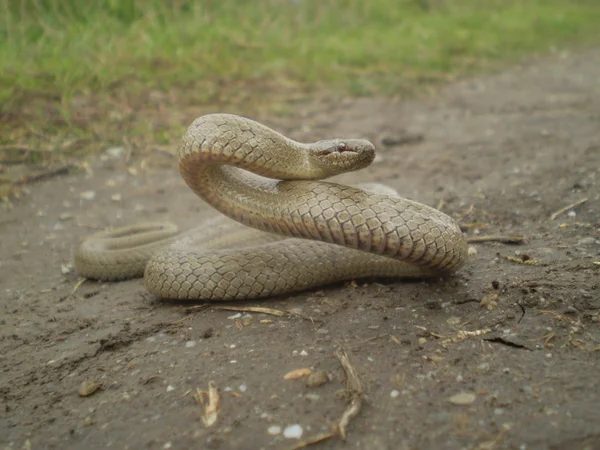Serpente na pista de terra fotos de stock, imágenes de Serpente na ...