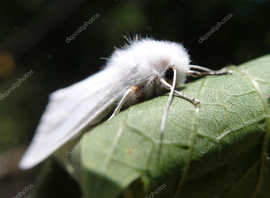 Fluffy moth — Stock Photo © JakeE #50979253