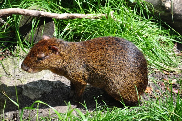 Aguti Stock Photos, Royalty Free Aguti Images | Depositphotos®