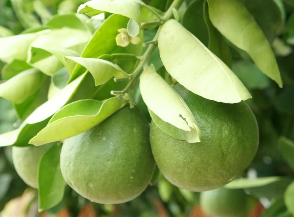 Green unripe grapefruits - Stock Image - Everypixel