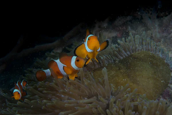 Clown fish family Stock Photos, Royalty Free Clown fish family Images ...